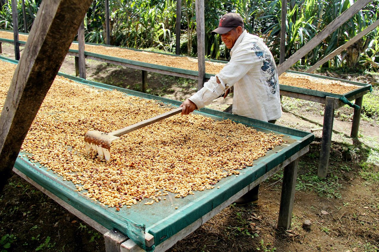 THE LIFE CYCLE OF COFFEE, FROM BEAN TO CUP - Torrefazione Mokaflor Firenze