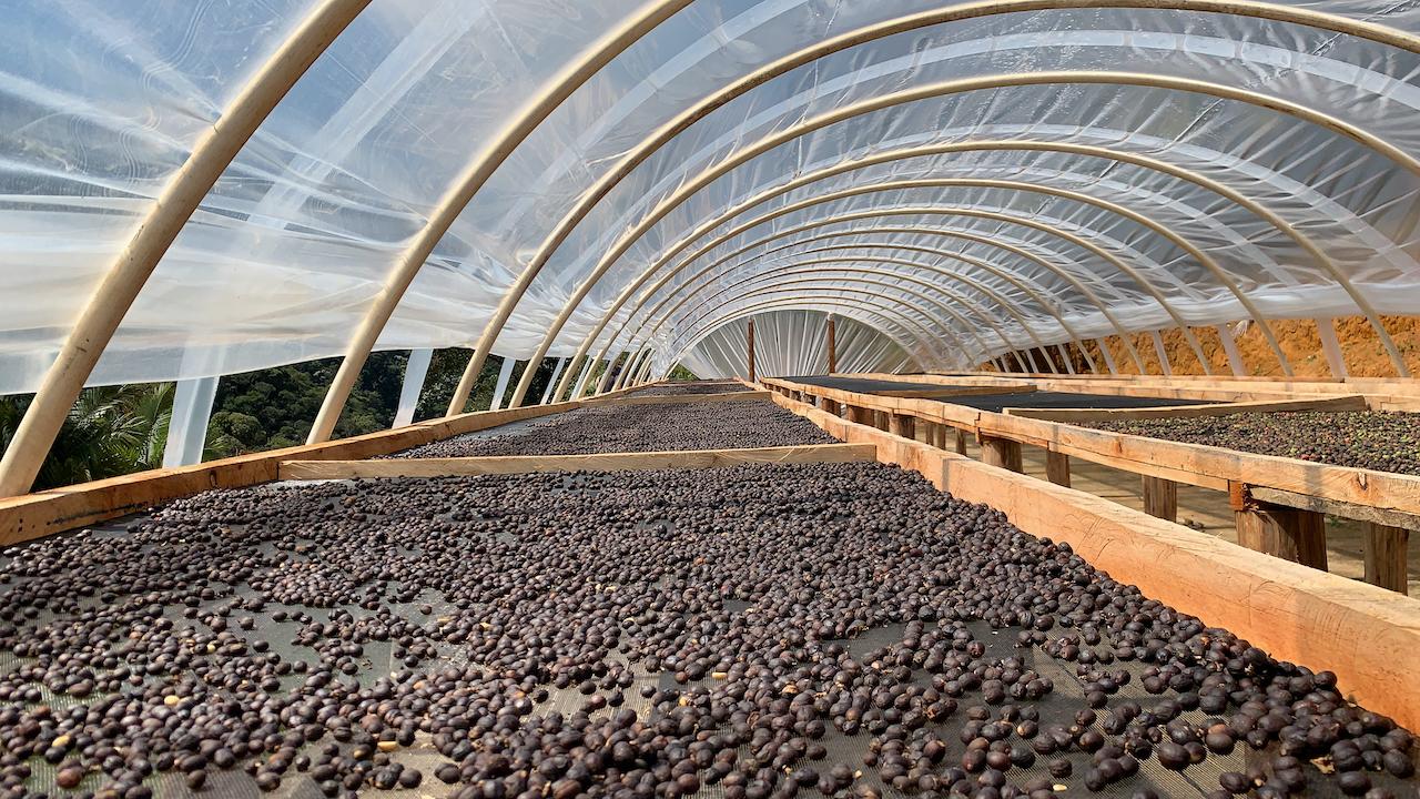 Raw coffee processing methods - Torrefazione Mokaflor Firenze