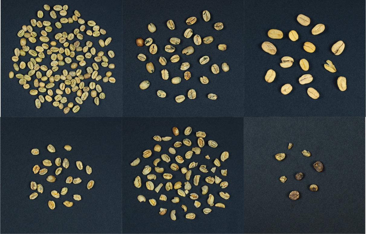 The Main Coffee Defects - Torrefazione Mokaflor Firenze