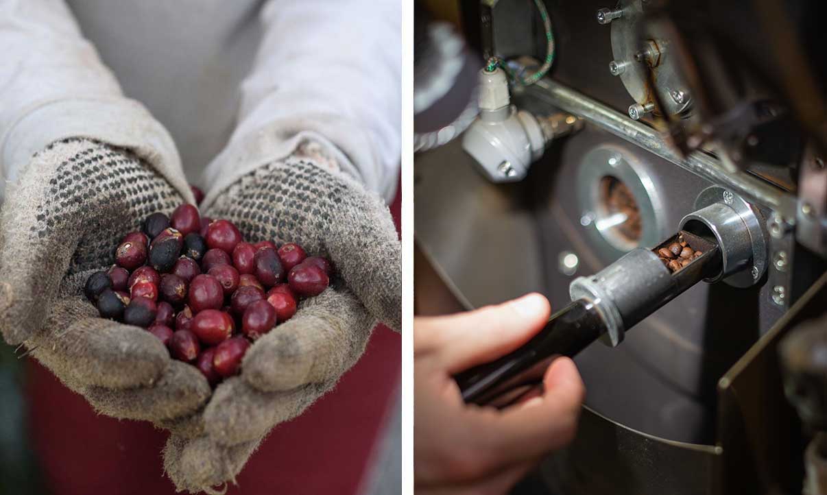 The Main Coffee Defects - Torrefazione Mokaflor Firenze